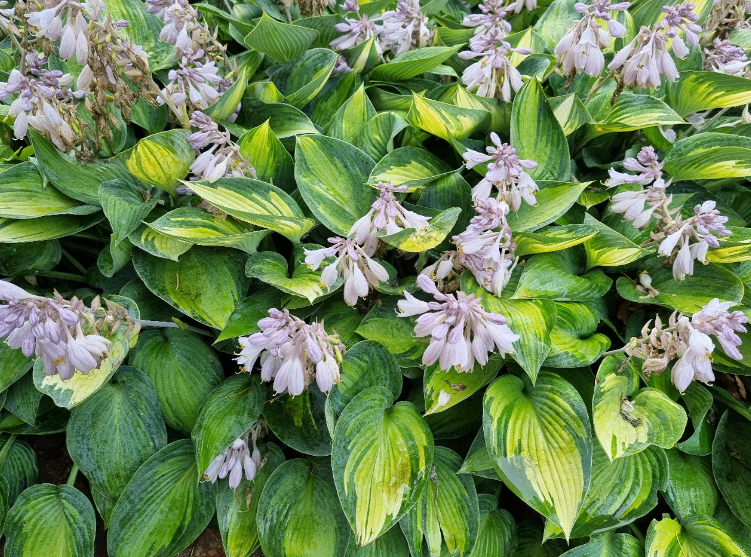 Hartlelie Hosta 'Green Gold' - Yarinde borderplanten