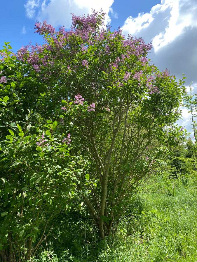 Syringa vulgaris, Gewone sering struiken kopen & combineren