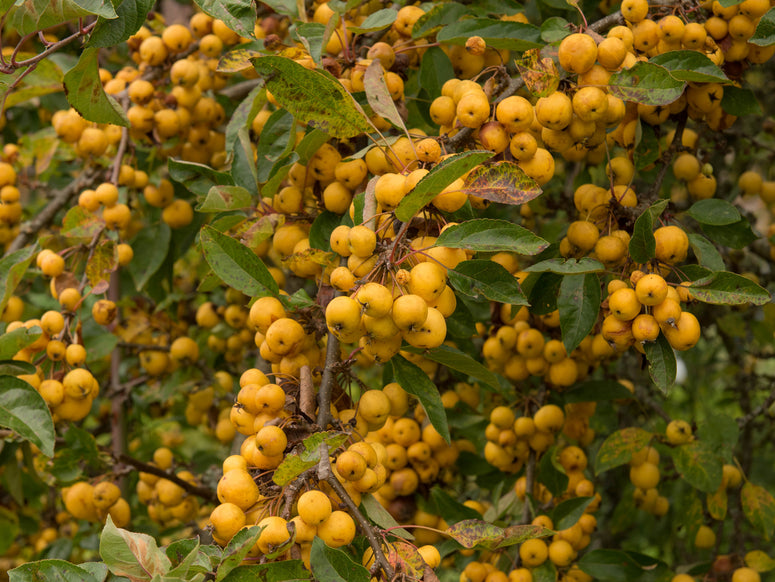 Meerstammige Sierappel (geel) boom Malus 'Golden Hornet' kopen