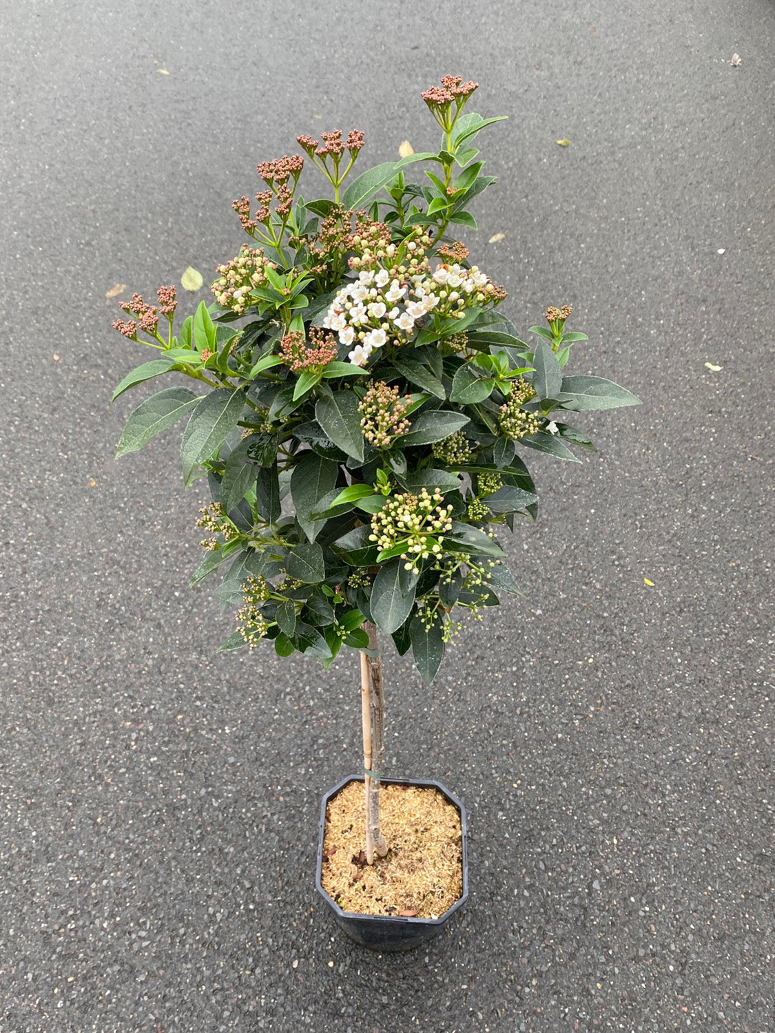 Sneeuwbal op stam - Viburnum tinus laagstam kopen