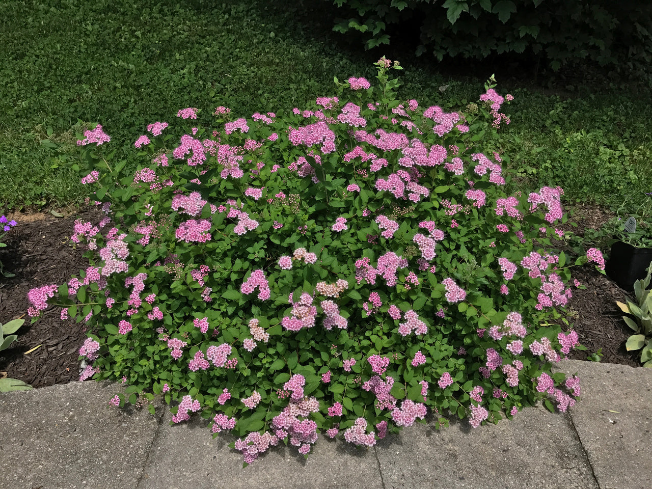 Spiraea japonica Little Princess plant roze bloem 80cm