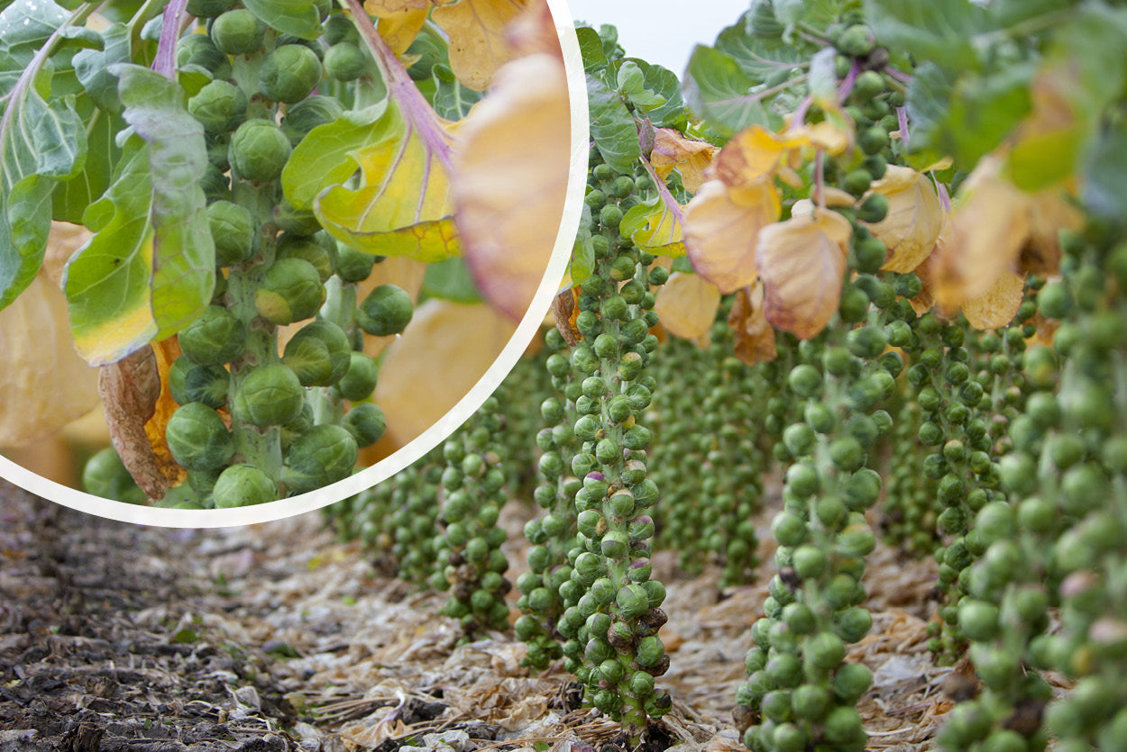 Spruitkool - Brassica oleracea oleracea gemmifera - Moestuin