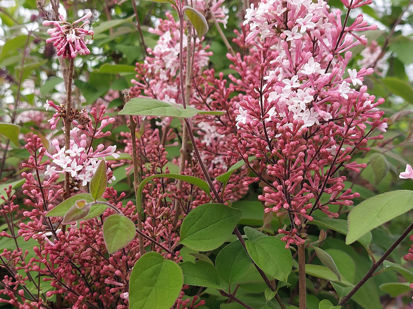 Dwergsering op stam Syringa microphylla Superba kopen