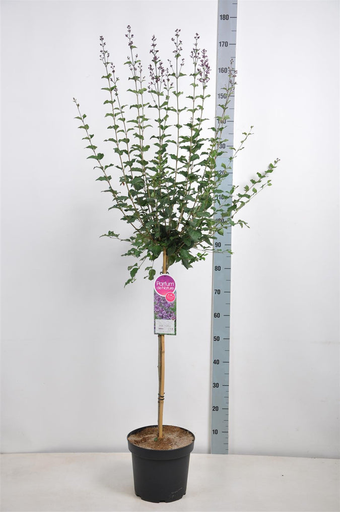 Sering op stam in pot - Syringa v. 'Dark Purple' online kopen
