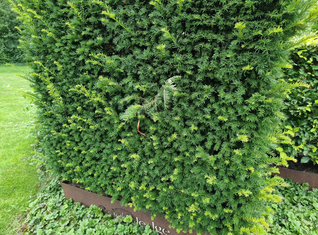 Taxus baccata kopen? Taxushaag kopen & combineren haagtaxus