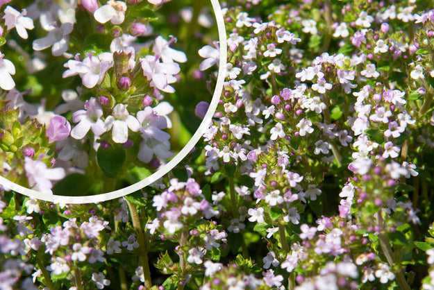 Echte tijm - Thymus vulgaris 'Compactus' - Yarinde.nl