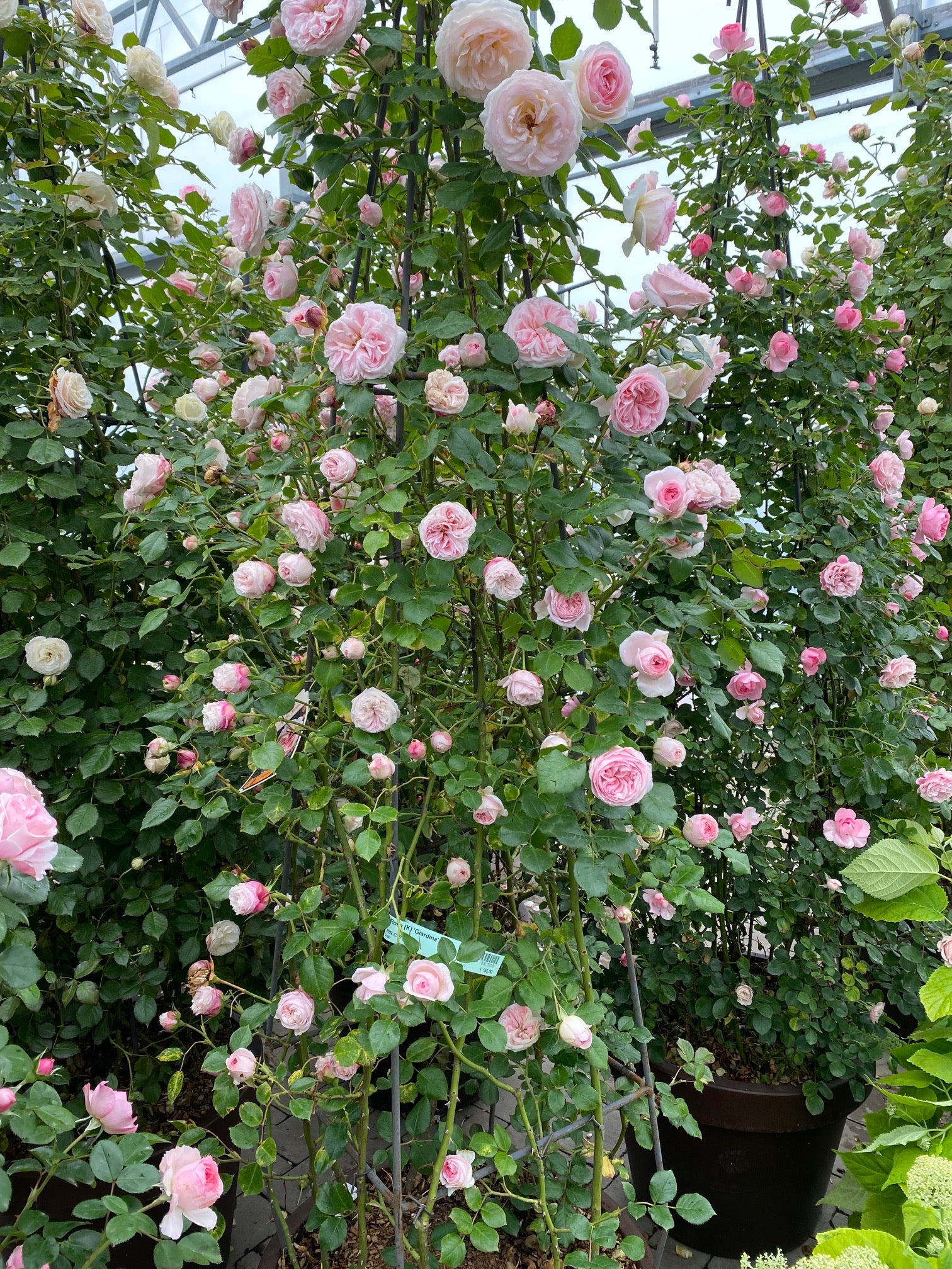 Trosroos Rosa 'Leonardo da Vinci' Klimroos op rek zuilvorm