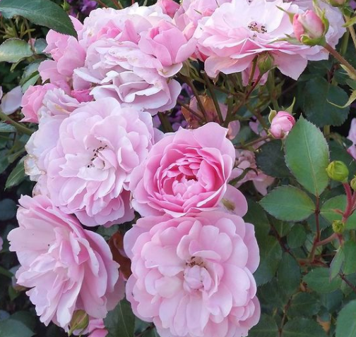 Trosroos - Rosa 'Bonica' Yarinde prachtig bloeiende struiken