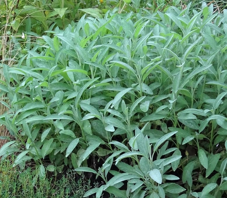 Echte salie, Salvia Officinalis geurende tuinplanten kopen