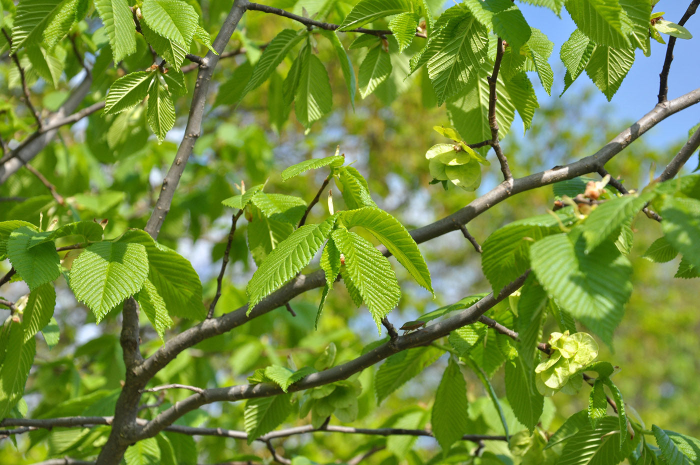Iep - Ulmus 'Lobel' boom info en kopen