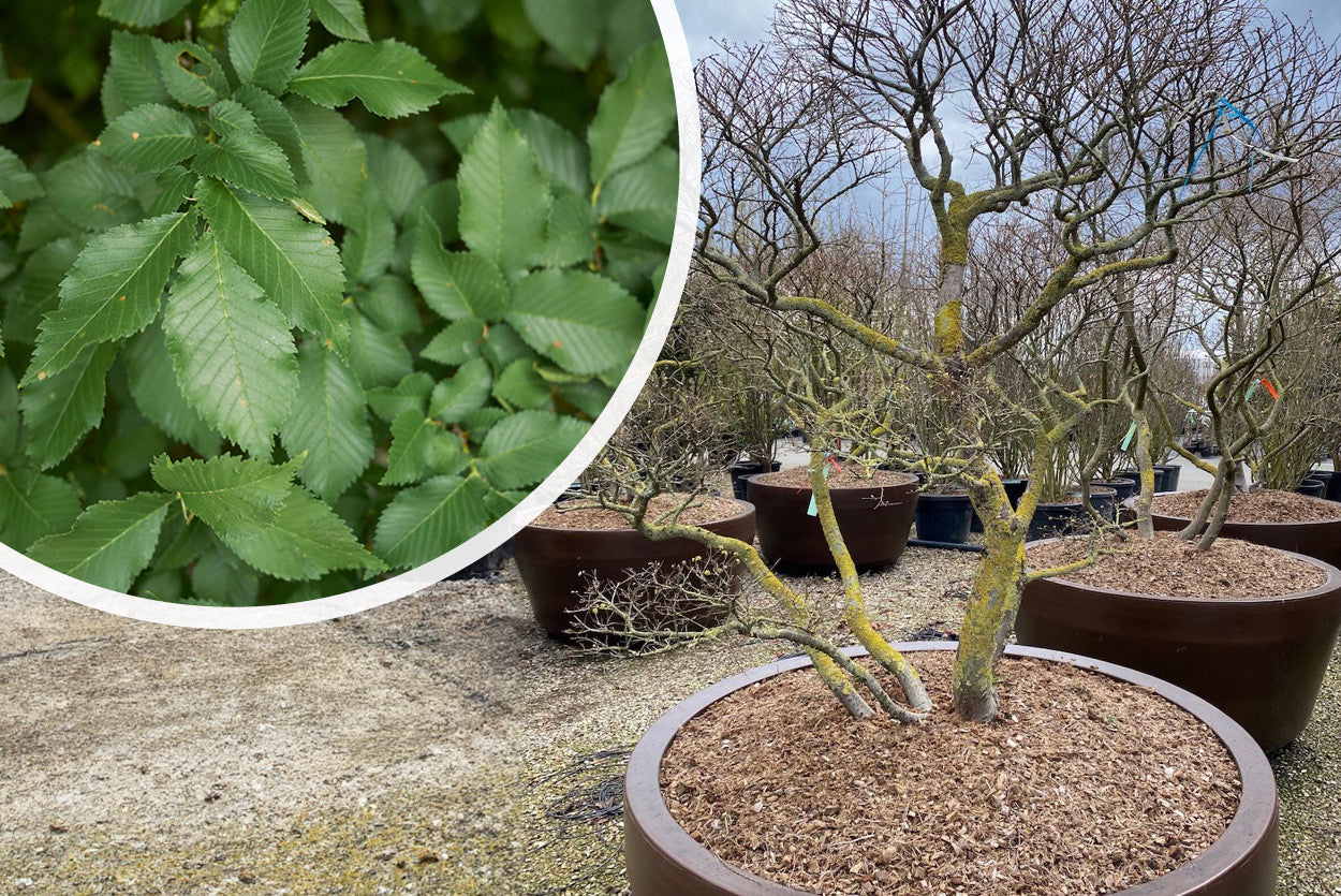 Gladde Iep compacte boom Ulmus minor 'Jacqueline Hillier'