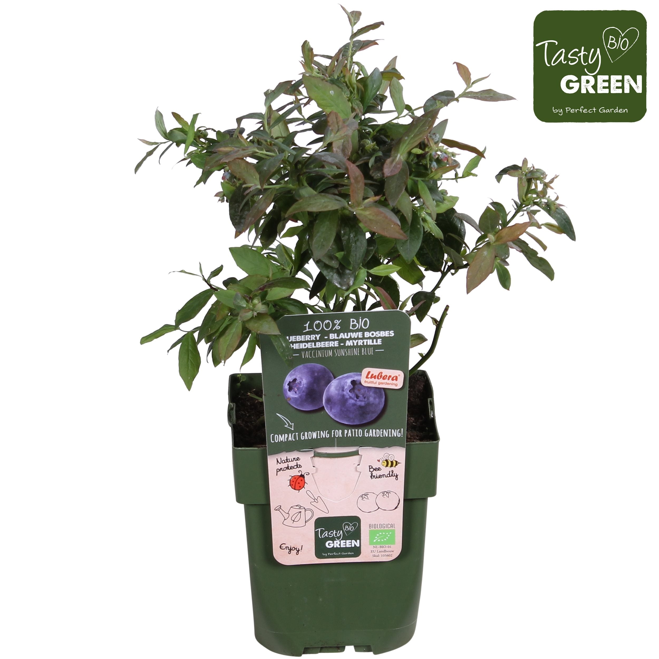 Blauwe bessen struik Vaccinium corymbosum 'Little Blue Wonder' bio