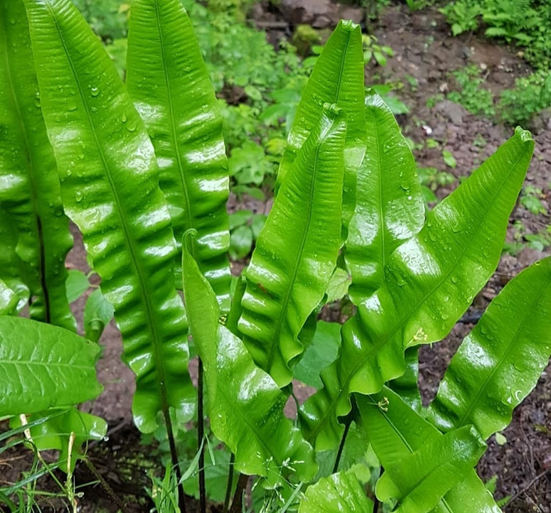 Tongvaren Asplenium scolopendrium varen inheems kopen