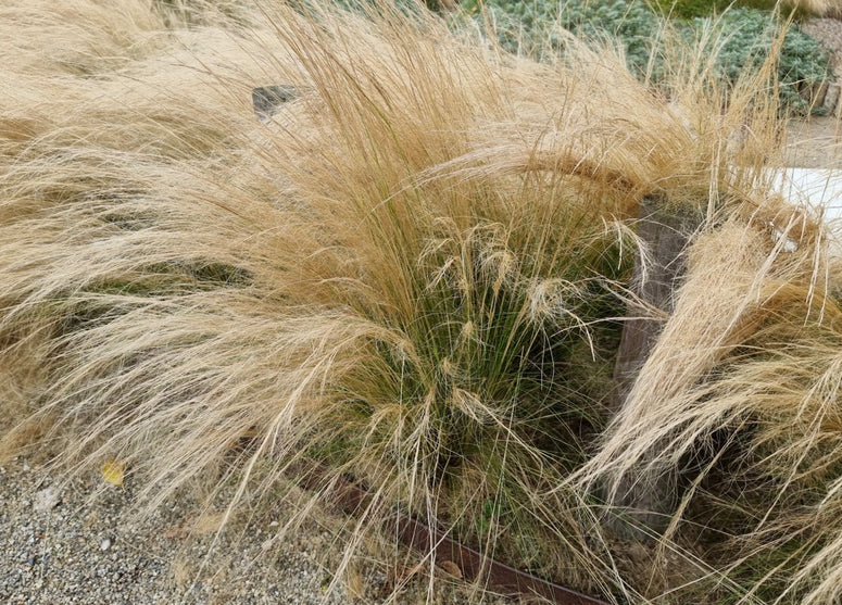 Vedergras Stipa tenuifolia 'ponytails' siergras kopen