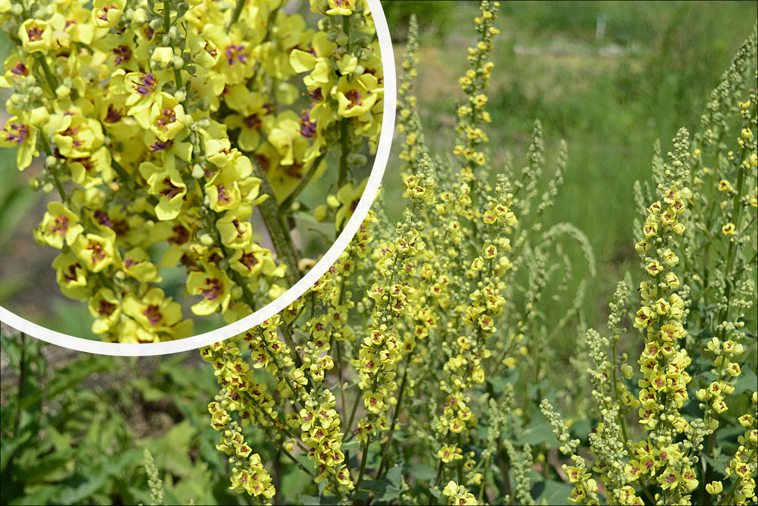 Zwarte Toorts - Verbascum nigrum - geel bloeier 150 cm