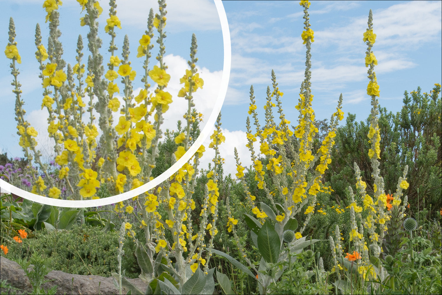 Toorts - Verbascum olympicum - grote vaste plant geel bloeiend
