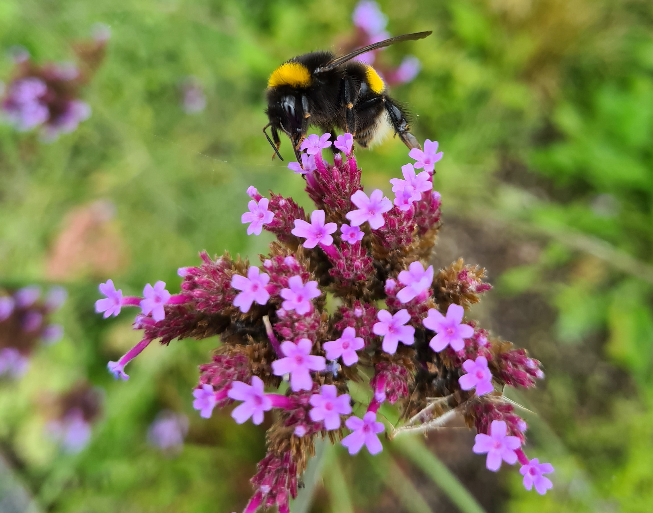 Ijzerhard Verbena bonariensis plant kopen Lila paars