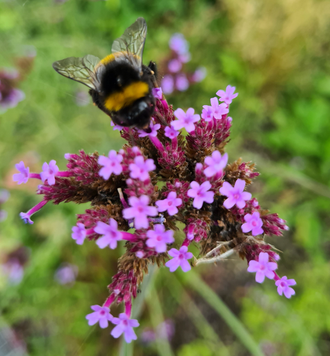 Ijzerhard Verbena bonariensis plant kopen Lila paars