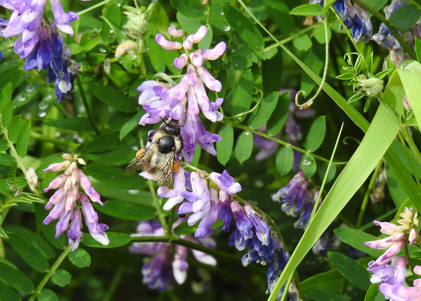 Heggenwikke - Vicia sepium klimplant