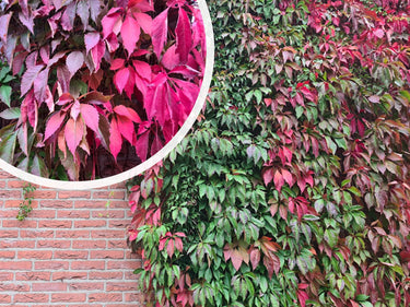 Wilde wingerd - Parthenocissus tricuspidata 'Veitchii' - Yarinde