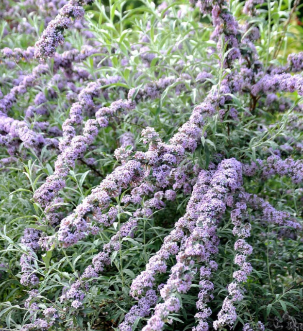 Buddleja Alternifolia 'Vlinderstruik' kopen & combineren
