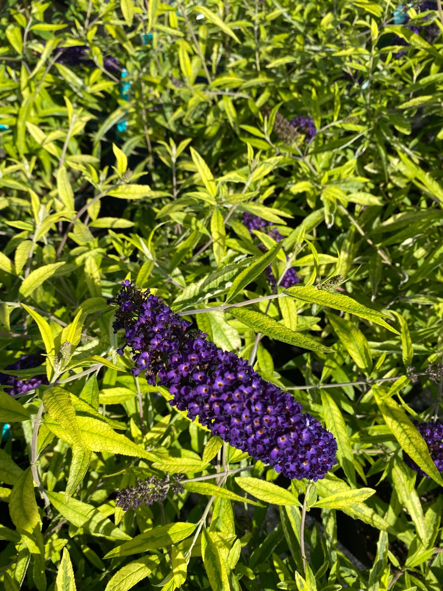 Vlinderstruik Buddleja davidii 'Magda's Gold Knight'
