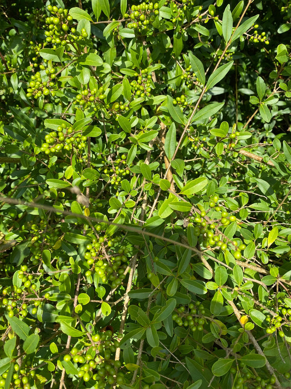 Liguster struik kopen Ligustrum vulgare - haagplanten