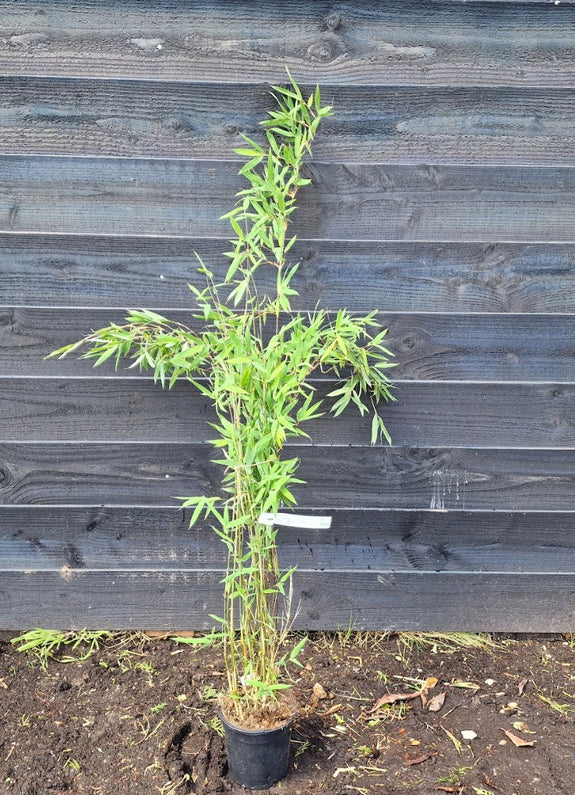 Bamboe voor hoge haag - Fargesia winter joy kopen