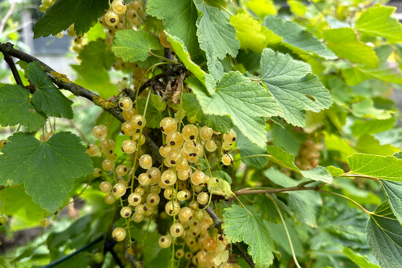 Witte aalbes struik Ribes rubrum 'Werdavia' kopen