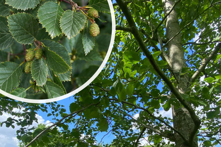 Witte els - Alnus incana boom/struik 300-350 cm