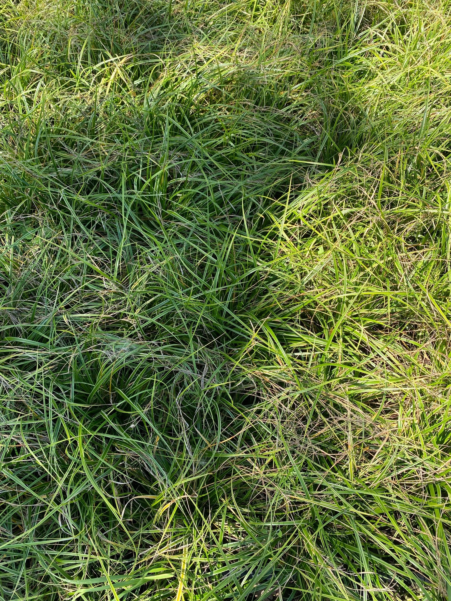 Zegge Carex oshimensis 'Evercream' Creme Wit met groen