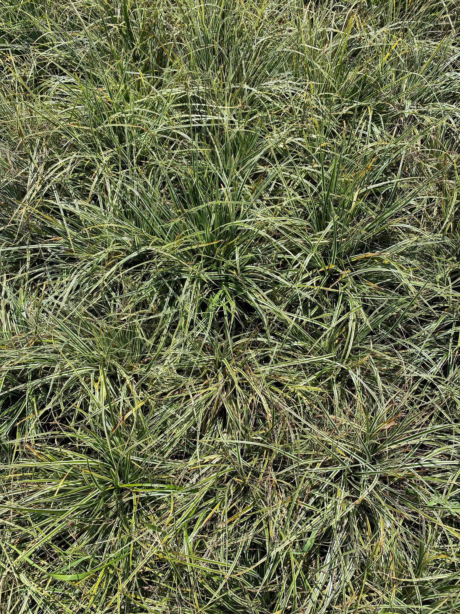 Zegge - Carex oshimensis 'Everest' plant kopen en combineren