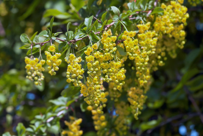 Zuurbes Berberis vulgaris gele bloemen inheemse haagplant