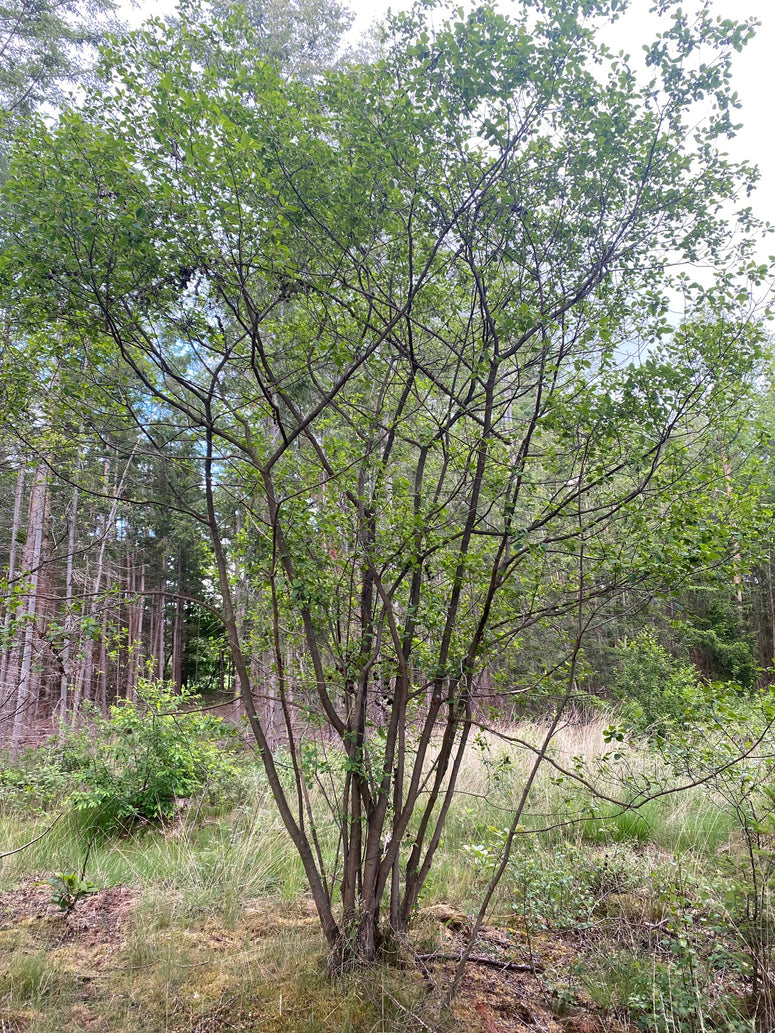 Zwarte Els 'Alnus glutinosa' als haag of inheemse boom kopen