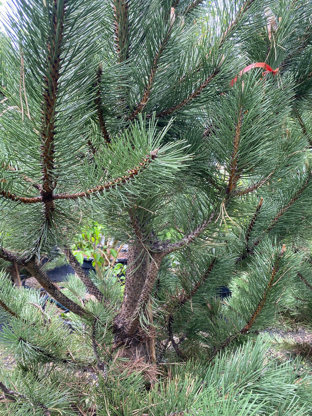 Zwarte den - Pinus nigra 'Compacta' kleine dennenboompje