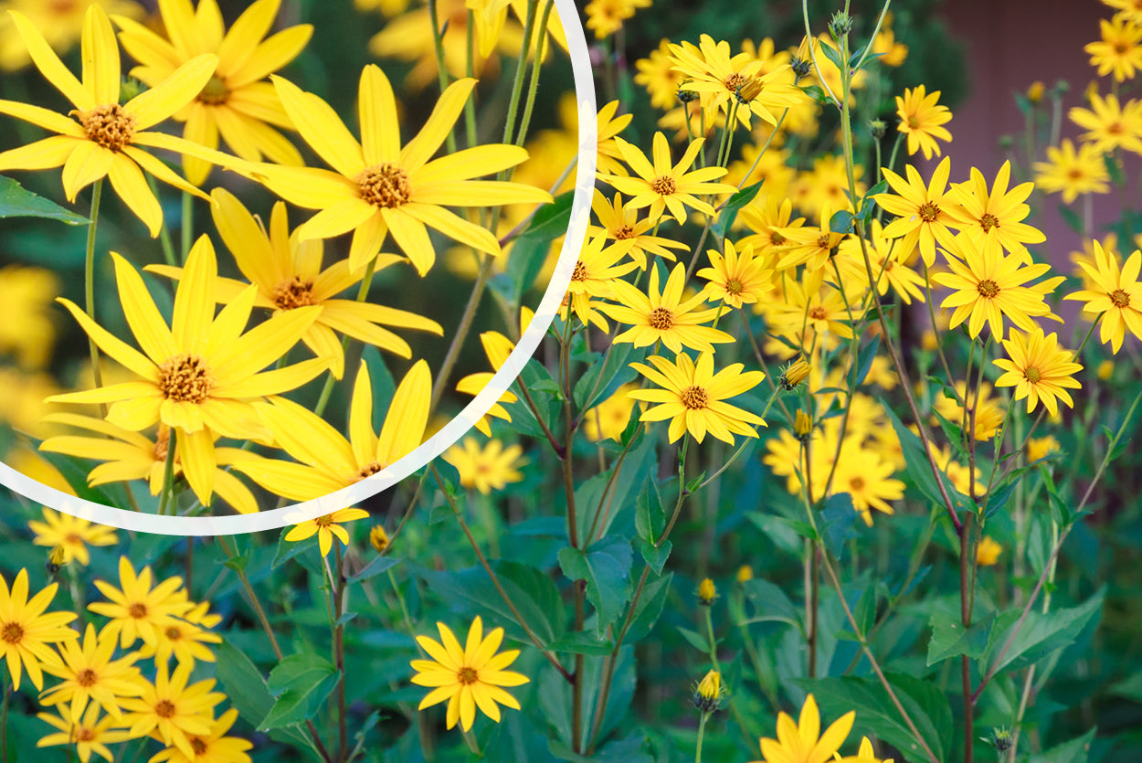 Aardpeer - Helianthus tuberosus groente planten