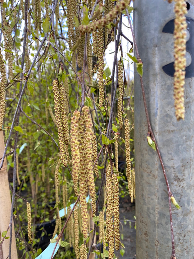 Treurberk - Betula pendula Youngii treurboom berk