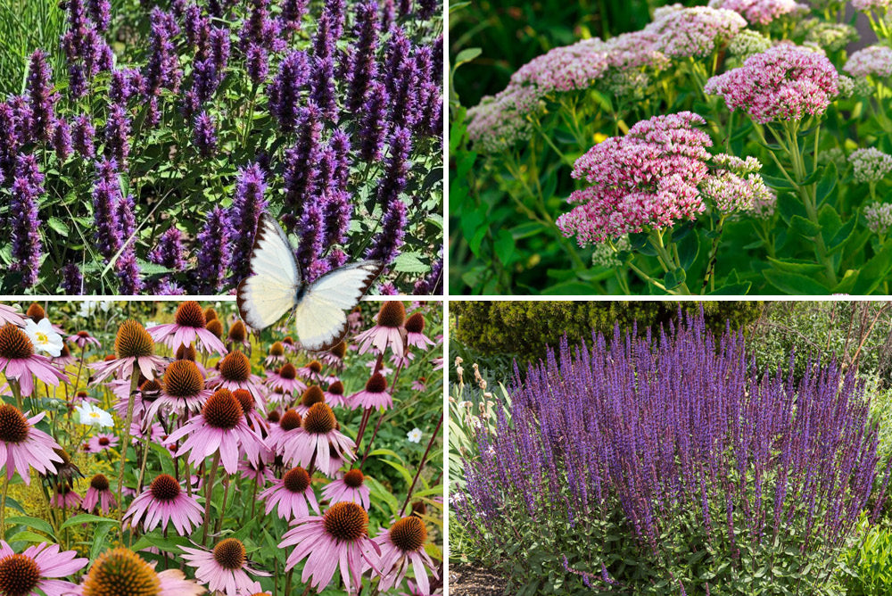 Borderpakket Vlindertuin - Paars & roze vaste planten, zon