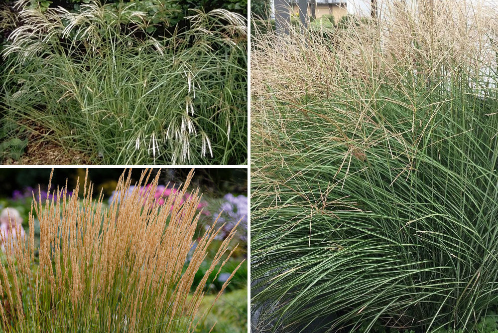 Borderpakket siergras - Zon borders met hoge siergrassen