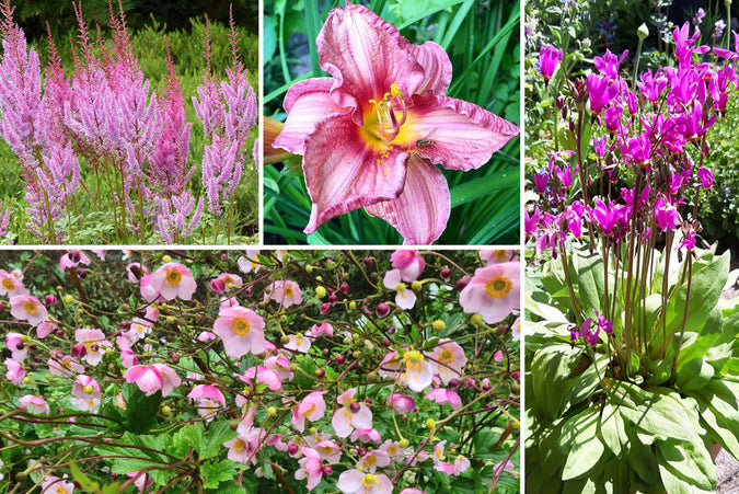 Vaste planten borderpakket Tess - Roze - Halfzon & zon