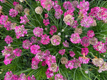 Engels gras Armeria maritima 6 soorten, combineren & kopen
