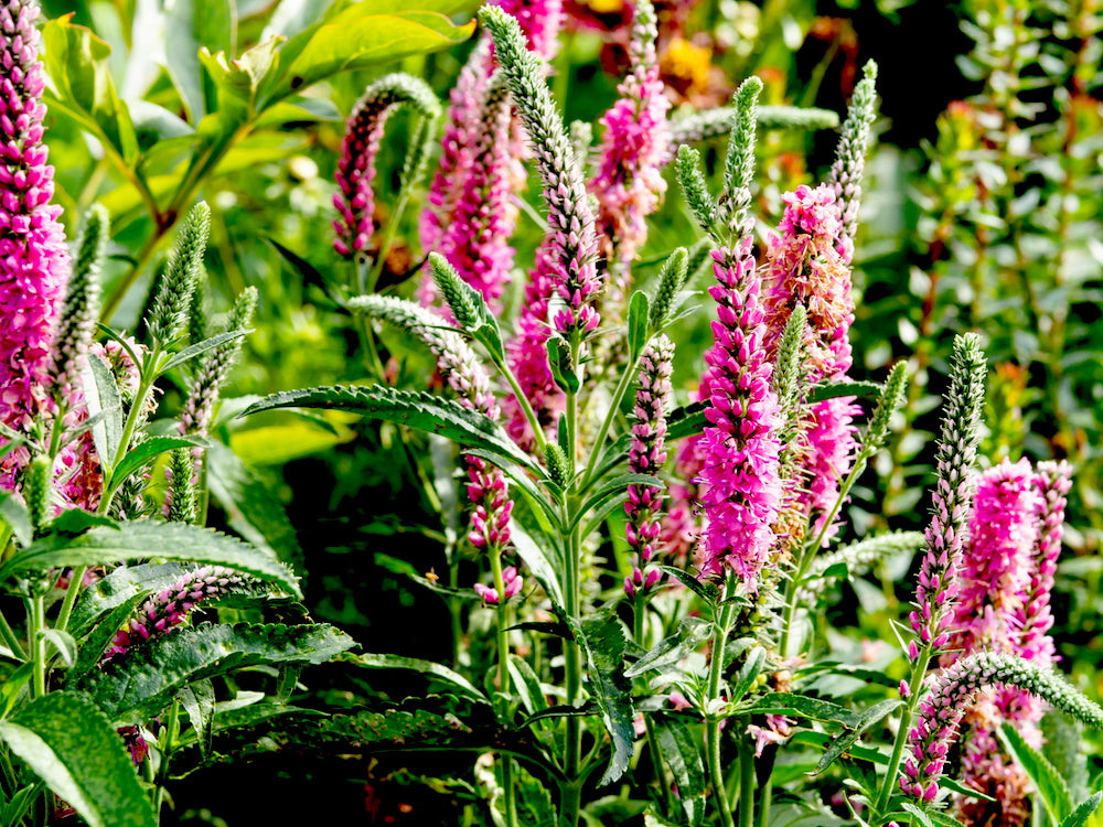 Aar ereprijs Veronica spicata 'Rotfuchs' plant in p9 pot