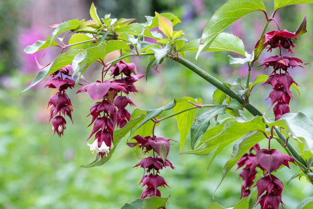 Fazantenbes - Leycesteria formosa 'Little Lantern'®