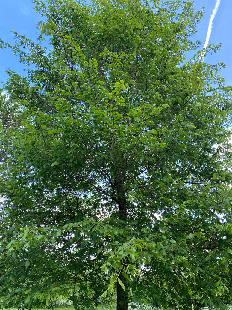 Fladderiep - ulmus laevis Iep boom- zuilvormig