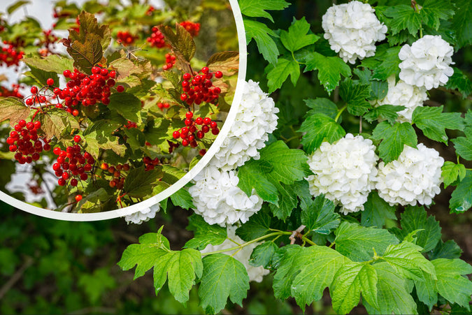 Gelderse roos Viburnum opulus, Struik 3 meter witte bloemen