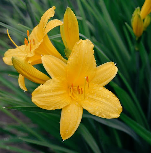 Daglelie Hemerocallis 'Hyperion' plant gele bloemen