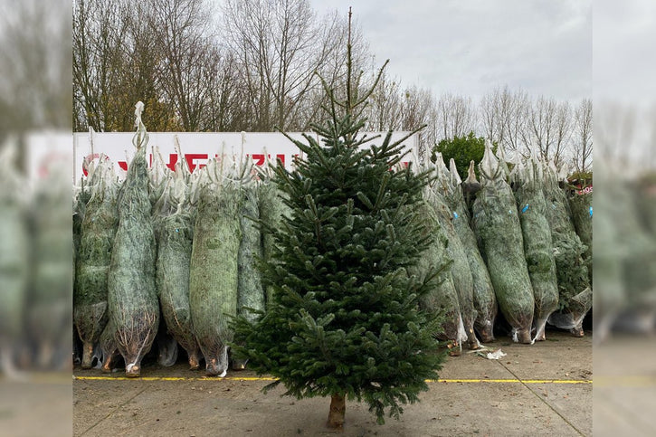 Nordmann Kerstboom kopen online 2 - 3 meter met bezorging