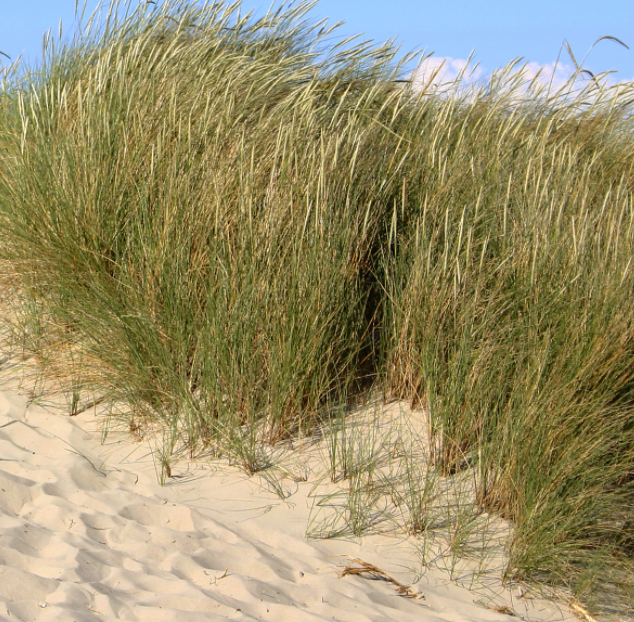 Helmgras 'Ammophila arenaria' siergras kopen & combineren