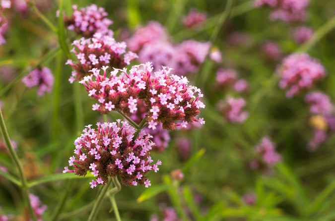 IJzerhard - Verbena officinalis plant kopen & combineren