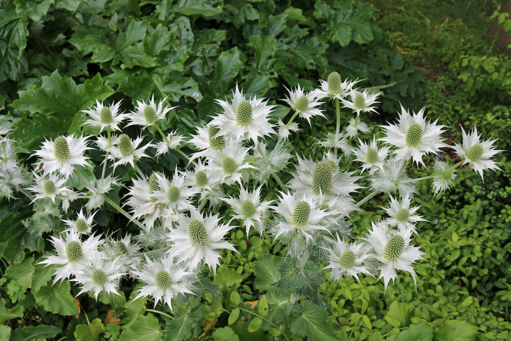 Ivoordistel - Eryngium giganteum 'Silver Ghost' plant